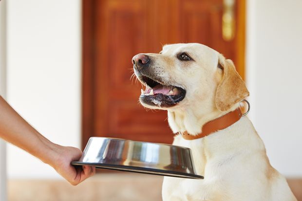 Checkliste: Hunde richtig füttern
